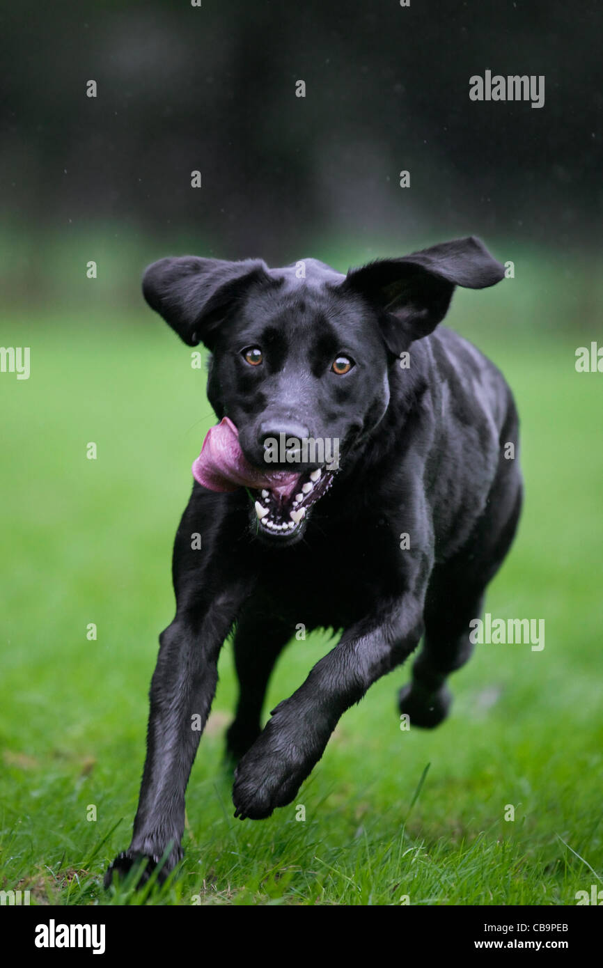 Black labrador hi-res stock photography and images - Alamy