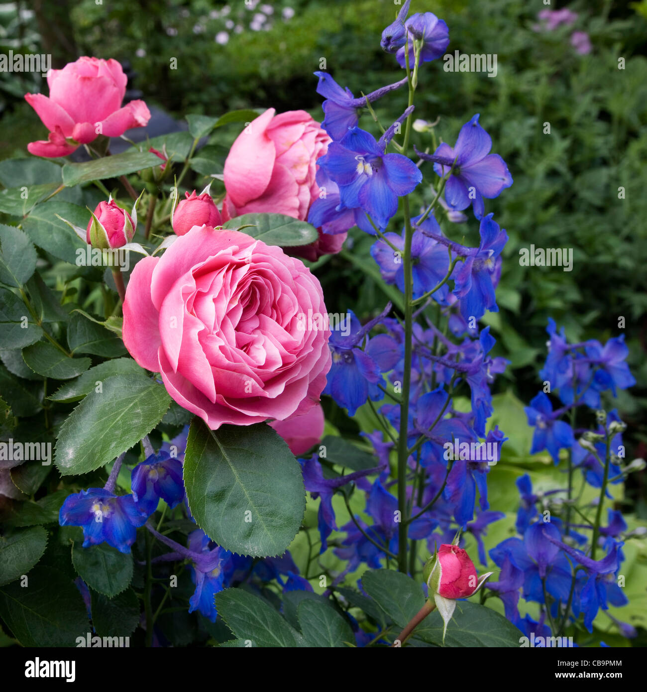 Larkspur Delphinium Piccolo and rose Léonardo de Vinci in garden Stock ...