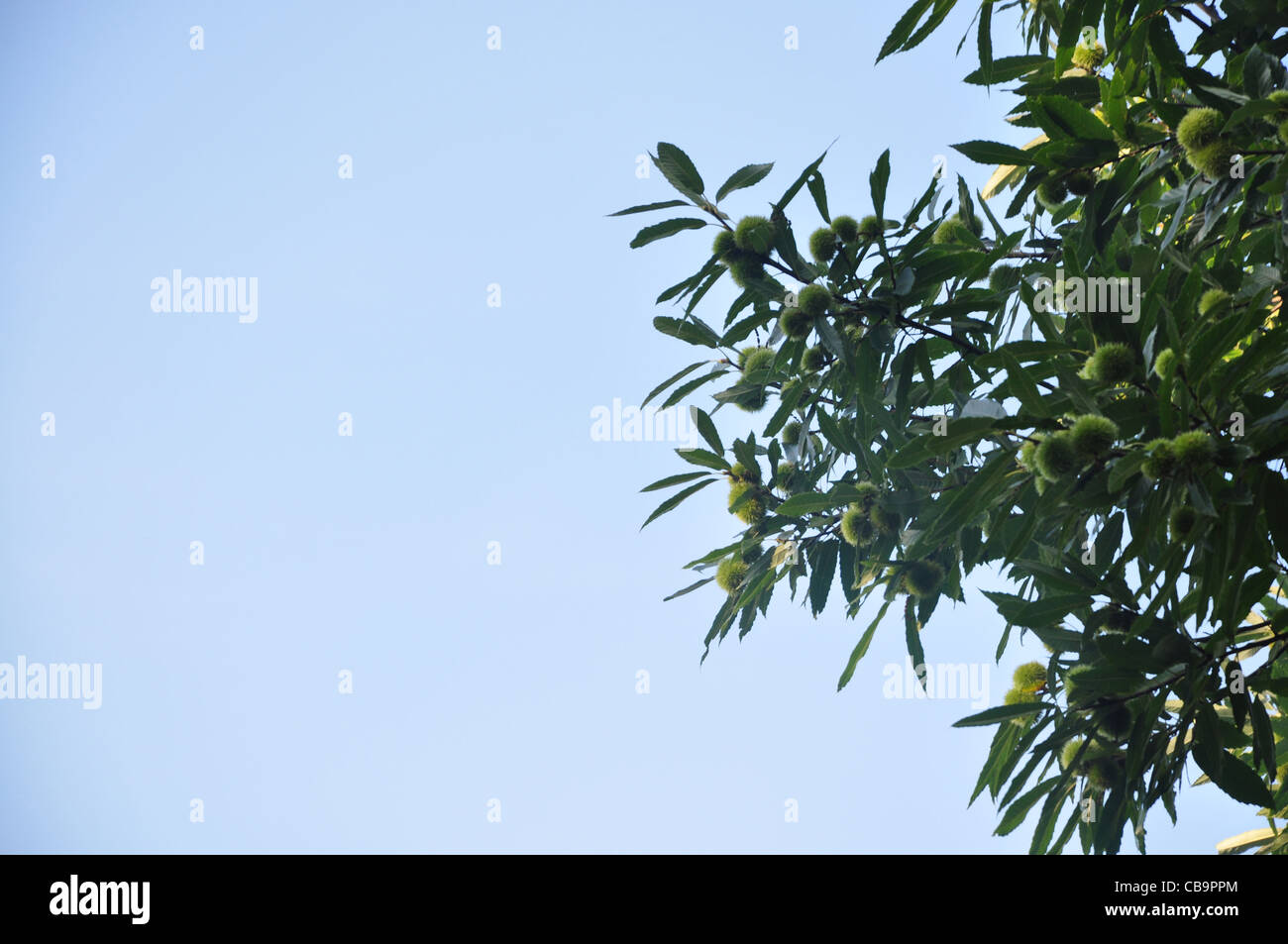 Kastanien hi-res stock photography and images - Alamy