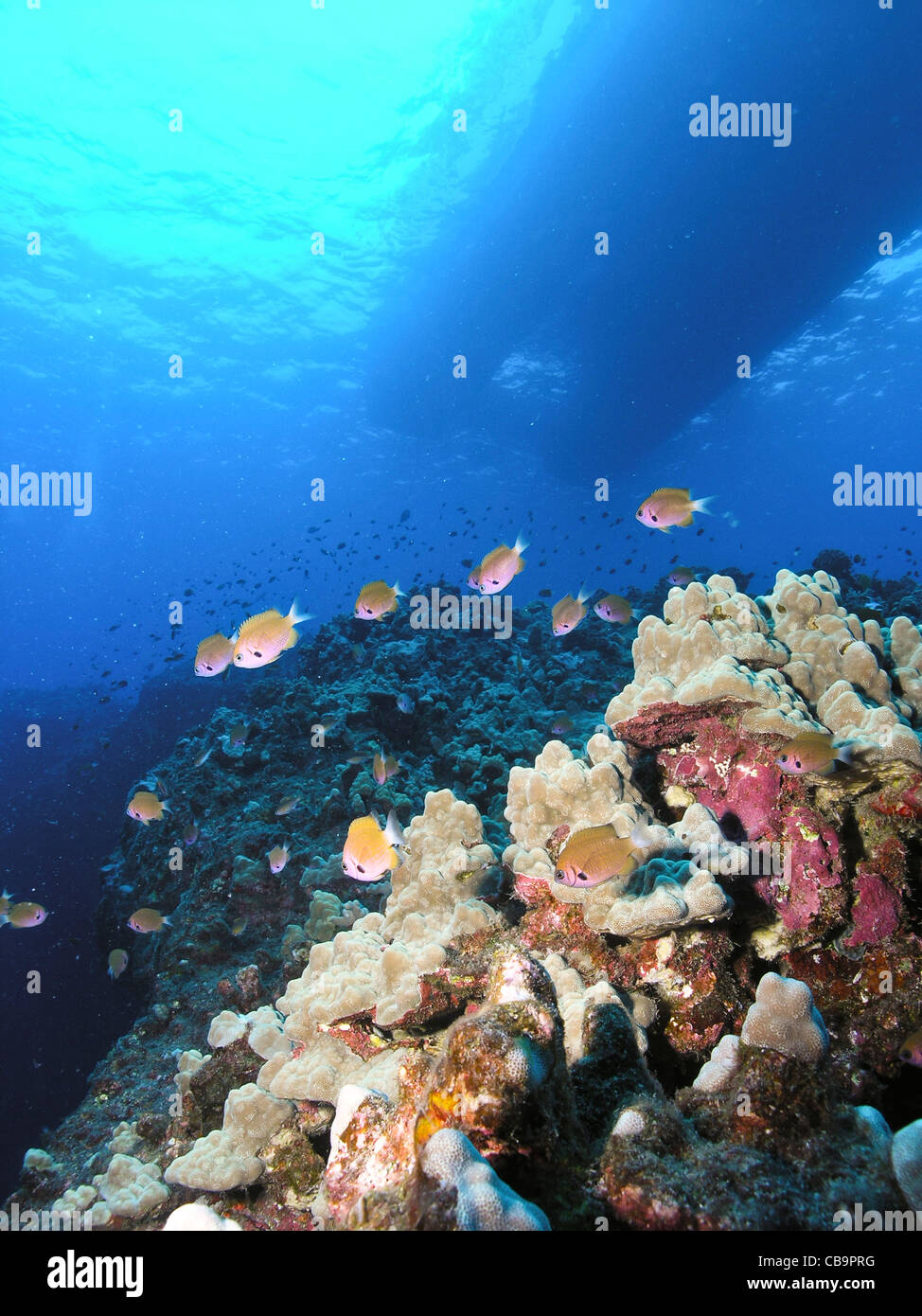 Arabian sea coral hi-res stock photography and images - Alamy