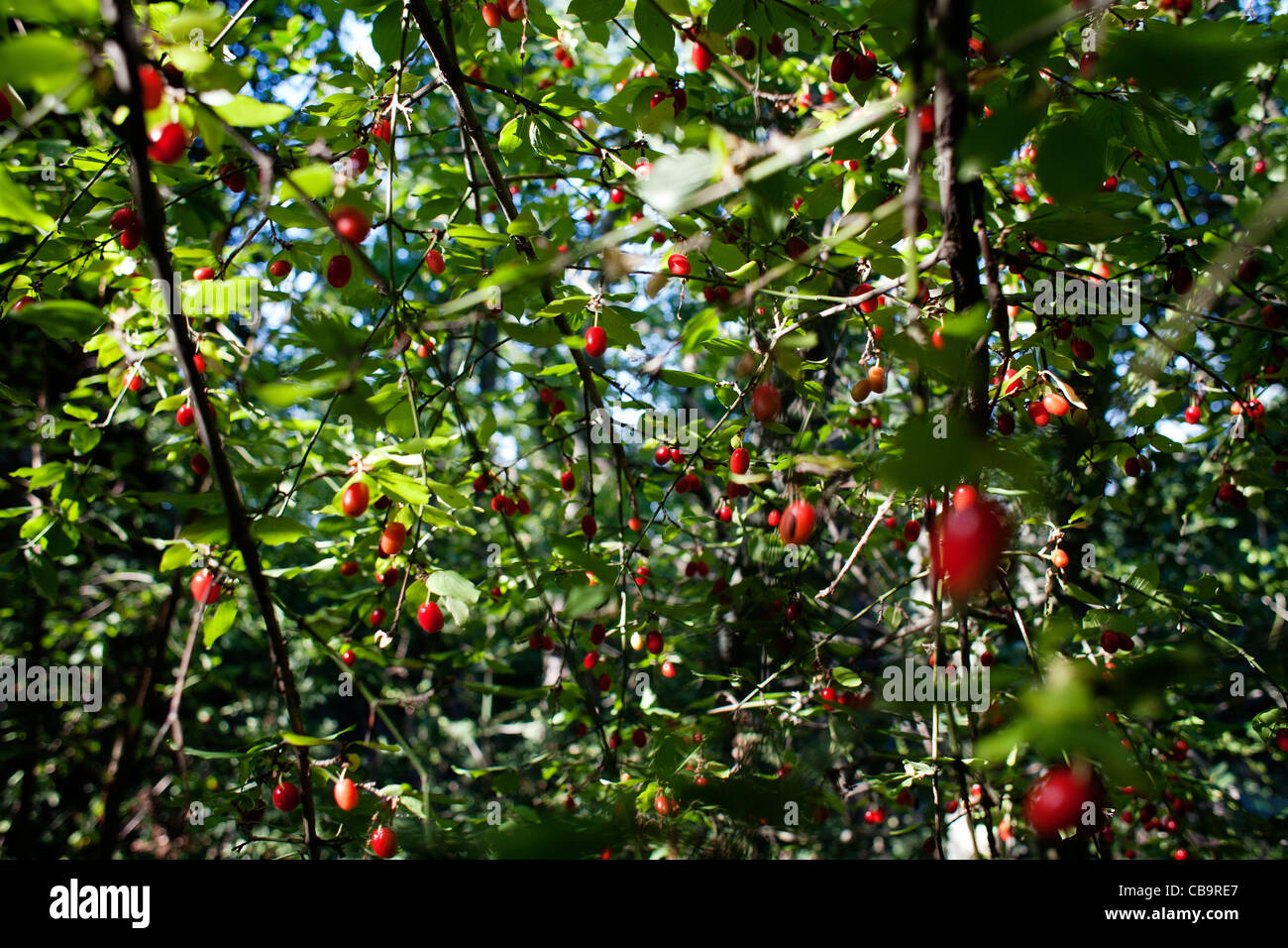 Cornel Tree High Resolution Stock Photography and Images - Alamy