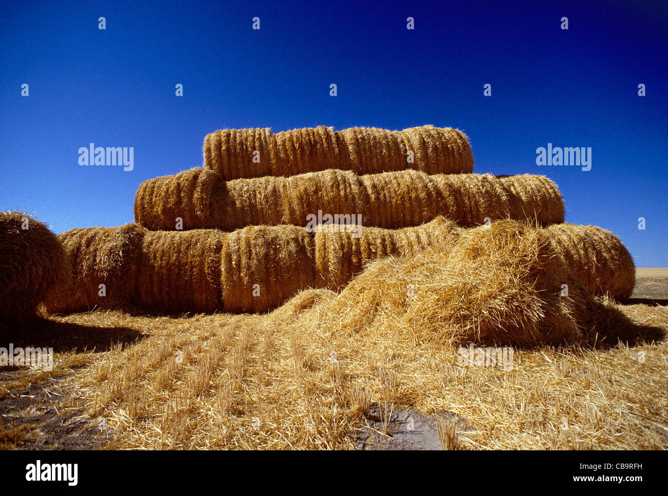 Cut and rolled hay in a ranch field, Montana, USA Stock Photo - Alamy