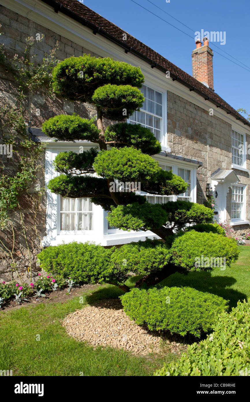 Ilex holly topiary tree hi-res stock photography and images - Alamy