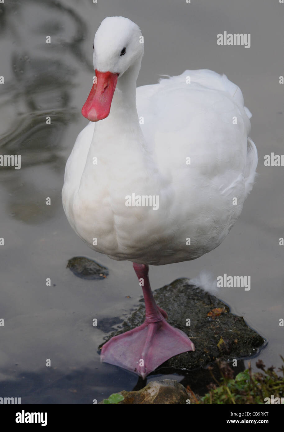 White Ducks With Red Beaks