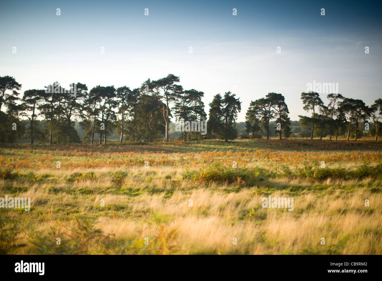 East Wretham Heath, Norfolk, UK Stock Photo - Alamy