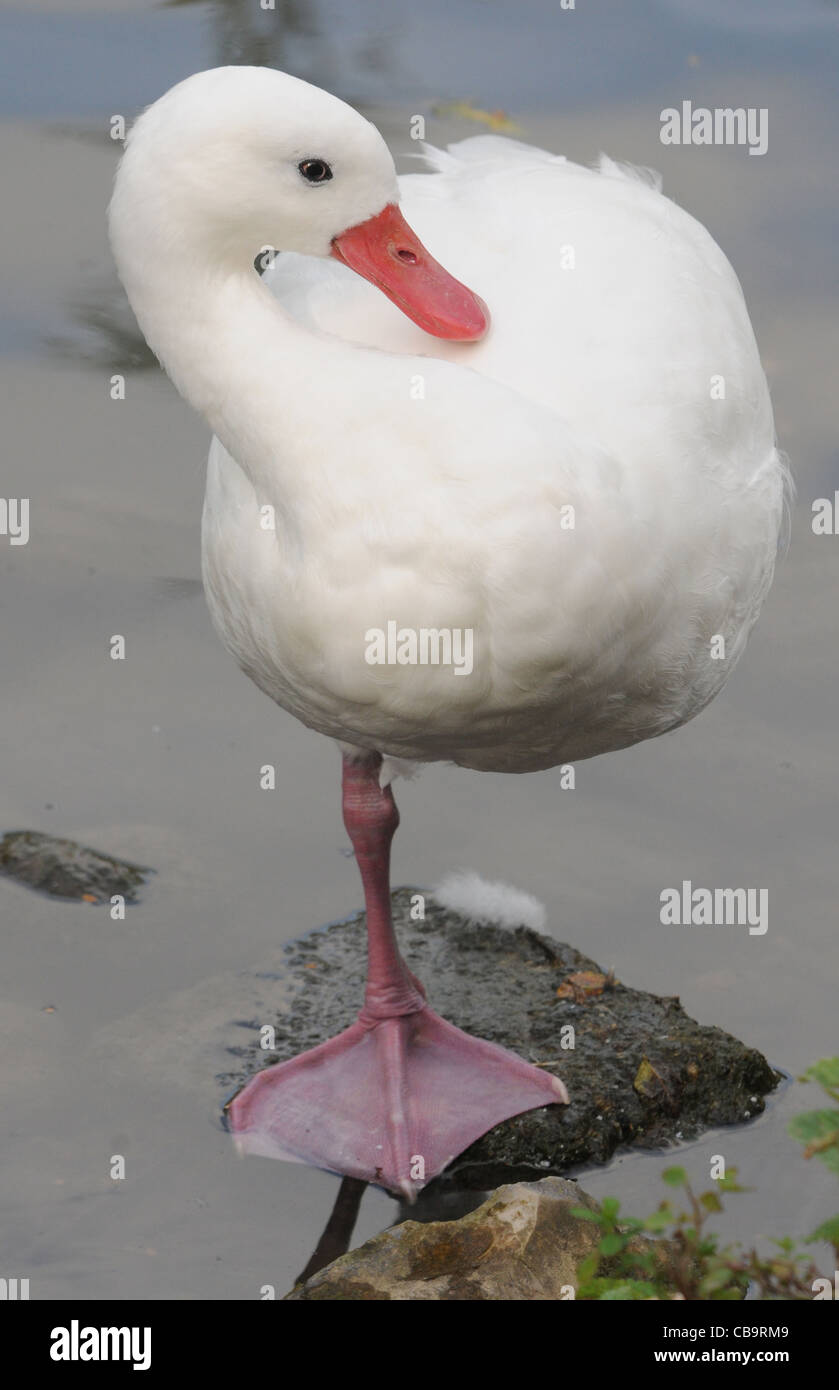 Red Legged Exotic Ducks