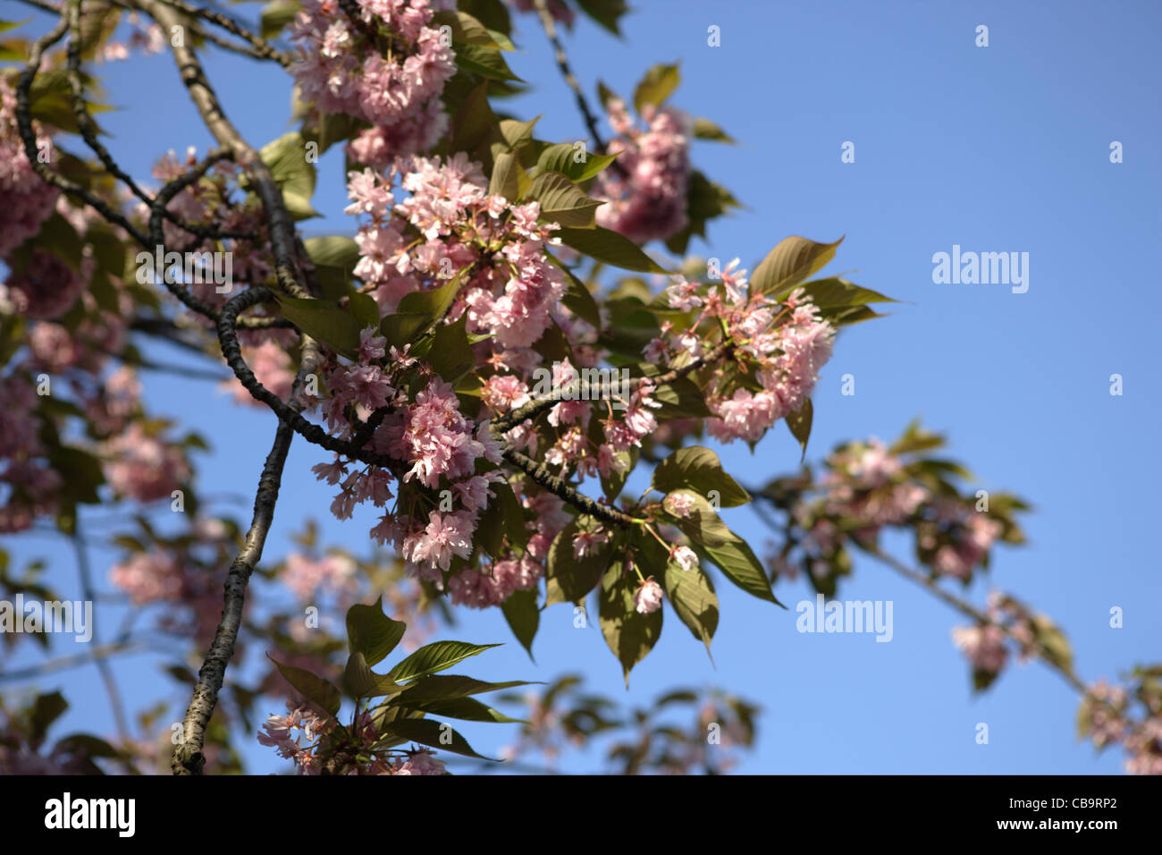 Close Up of Pampas Grass Seeds Stock Photo - Alamy