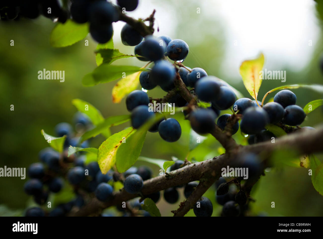 Wild Damson growing on the Banks of the Slane Canal, County Meath ...