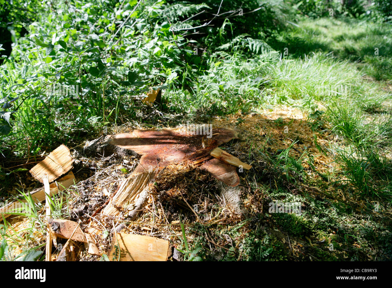 Sawn off Tree Stump Stock Photo - Alamy