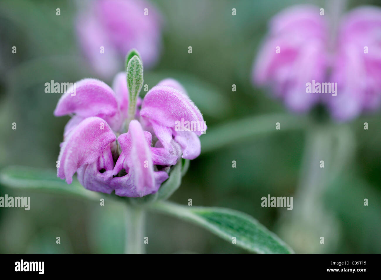 Curled up flower hi-res stock photography and images - Alamy