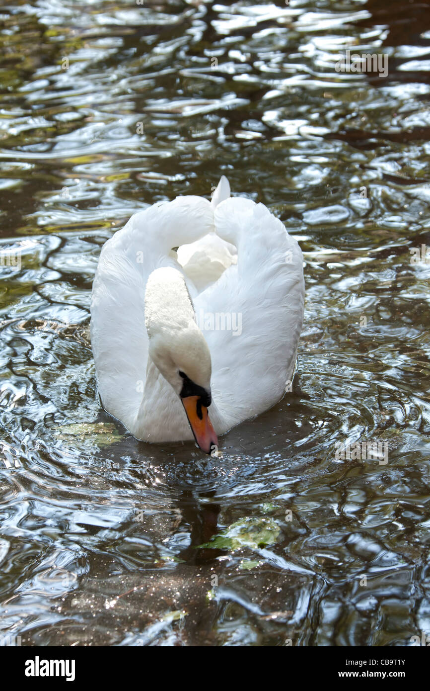 portrait shots of swan Stock Photo - Alamy
