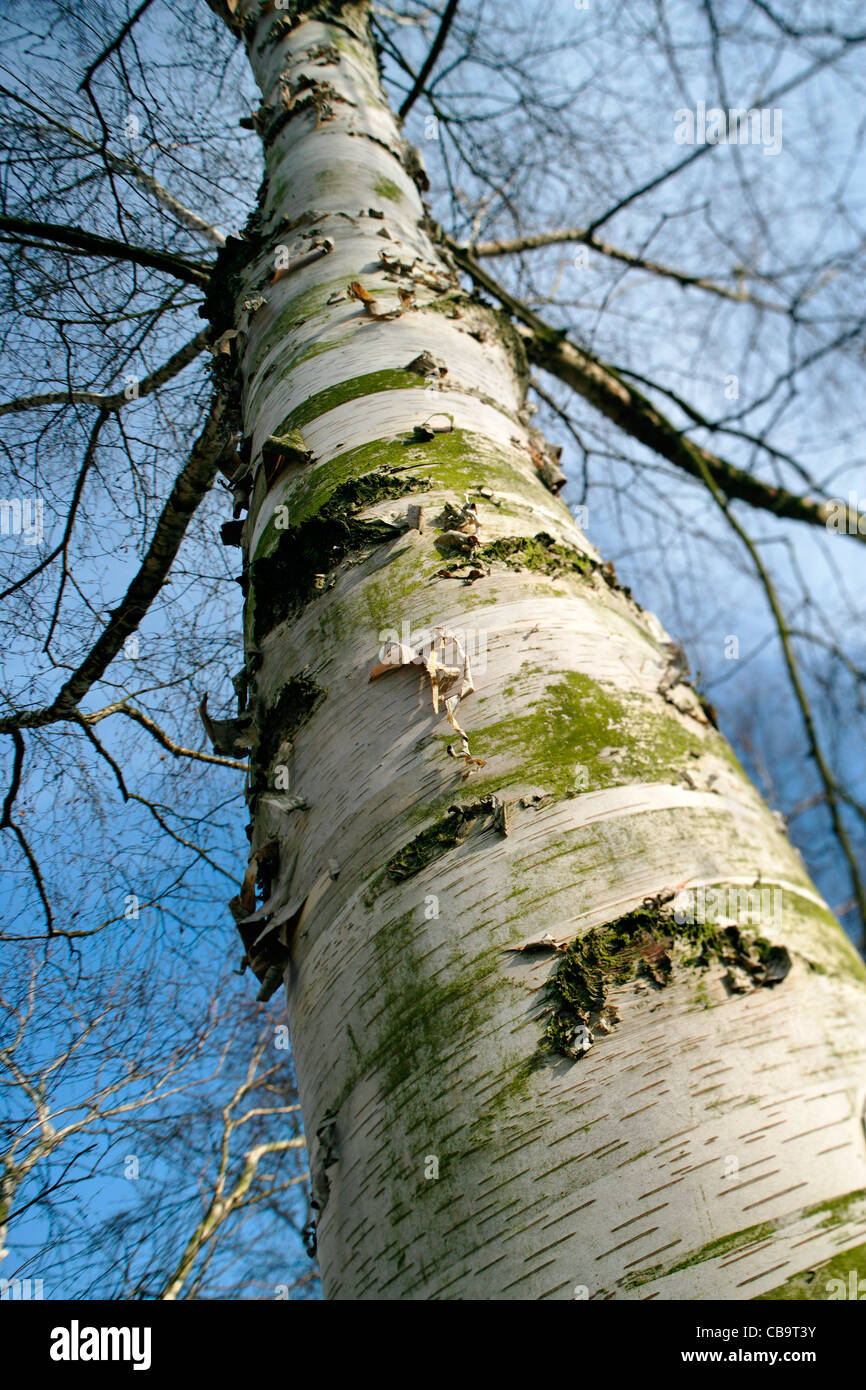 Himalayan birch betula utilis hi-res stock photography and images - Alamy
