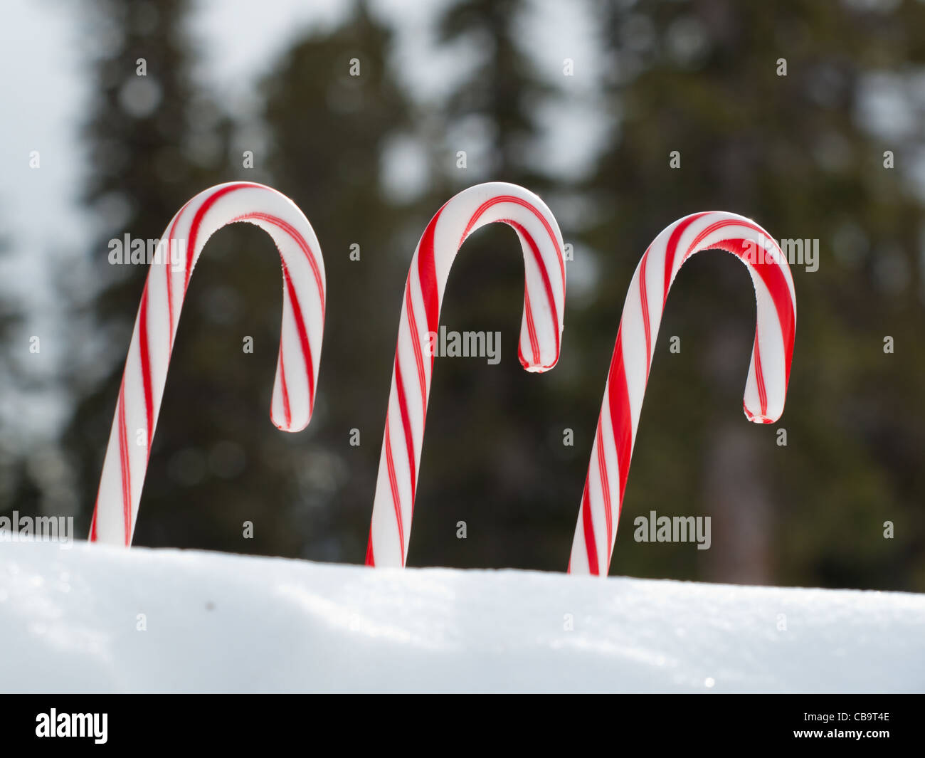 Traditional holiday candy candy cane in snow Stock Photo - Alamy