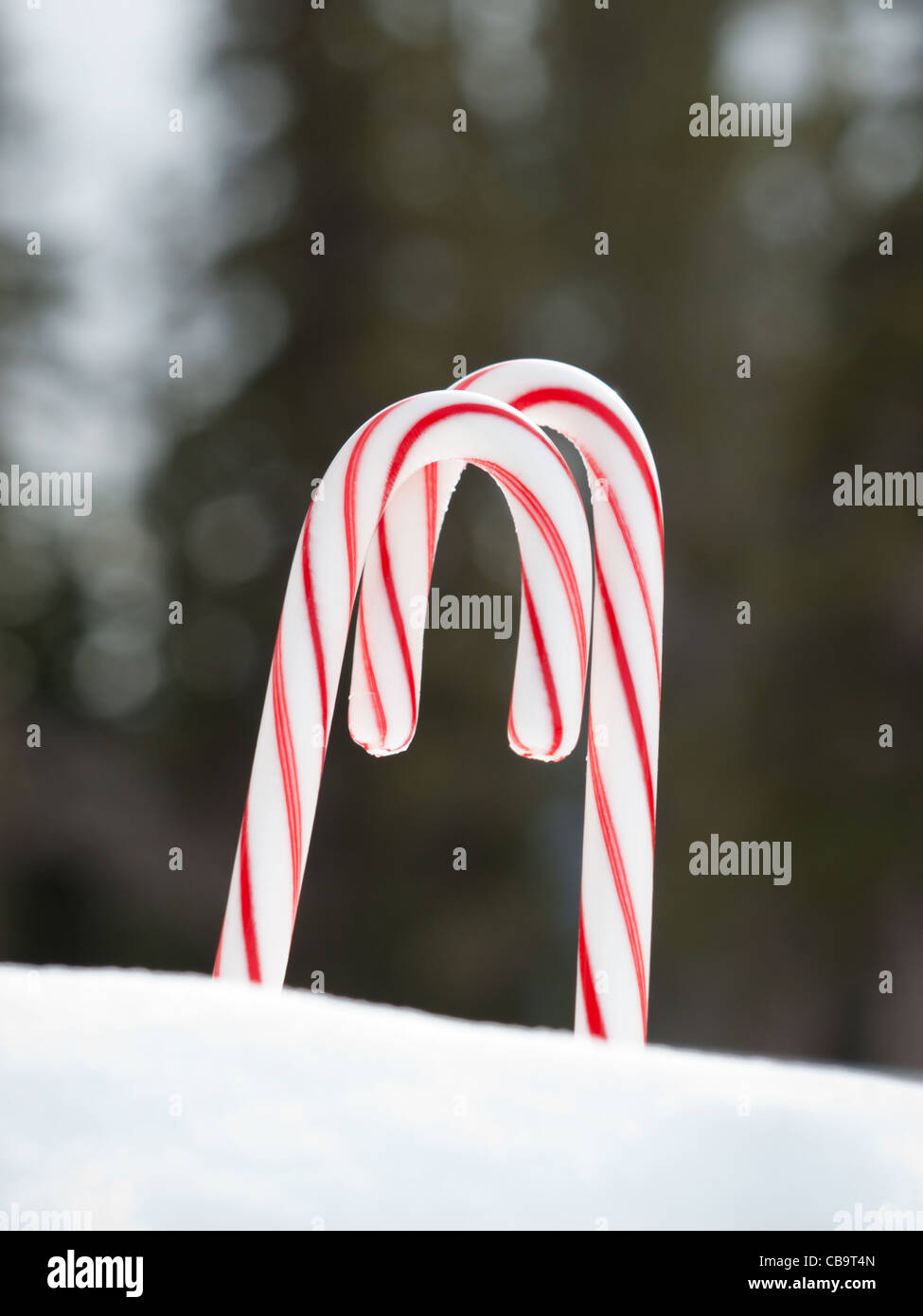 Traditional holiday candy candy cane in snow Stock Photo - Alamy