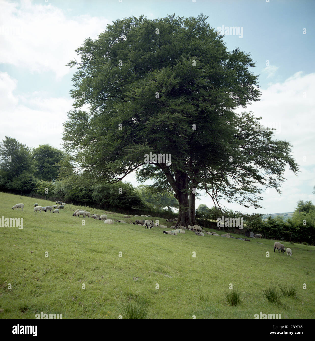 Solitaries hi-res stock photography and images - Alamy