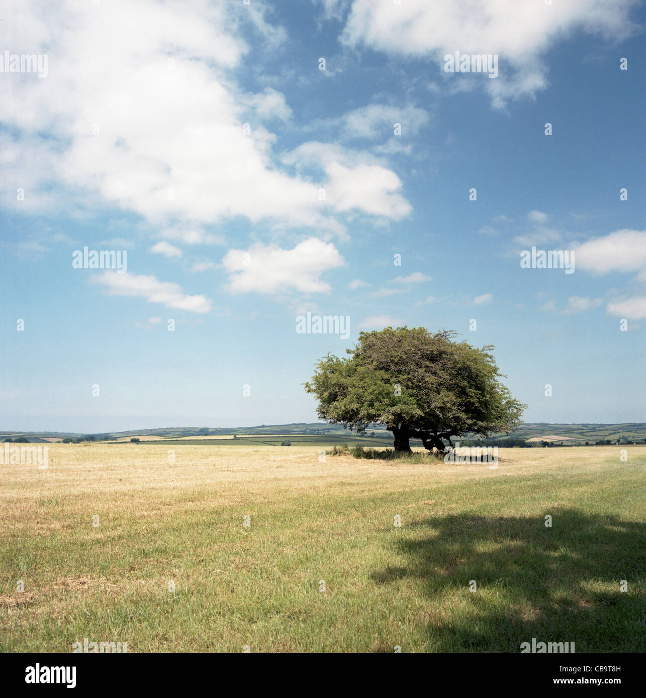 Oak tree, North Devon, UK Stock Photo - Alamy