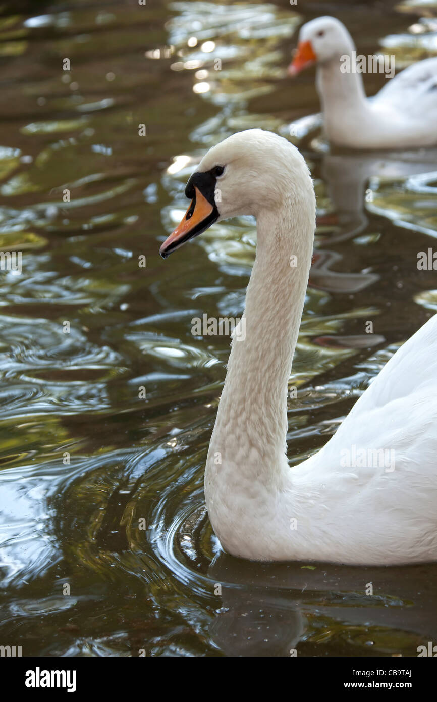 portrait shots of swan Stock Photo - Alamy
