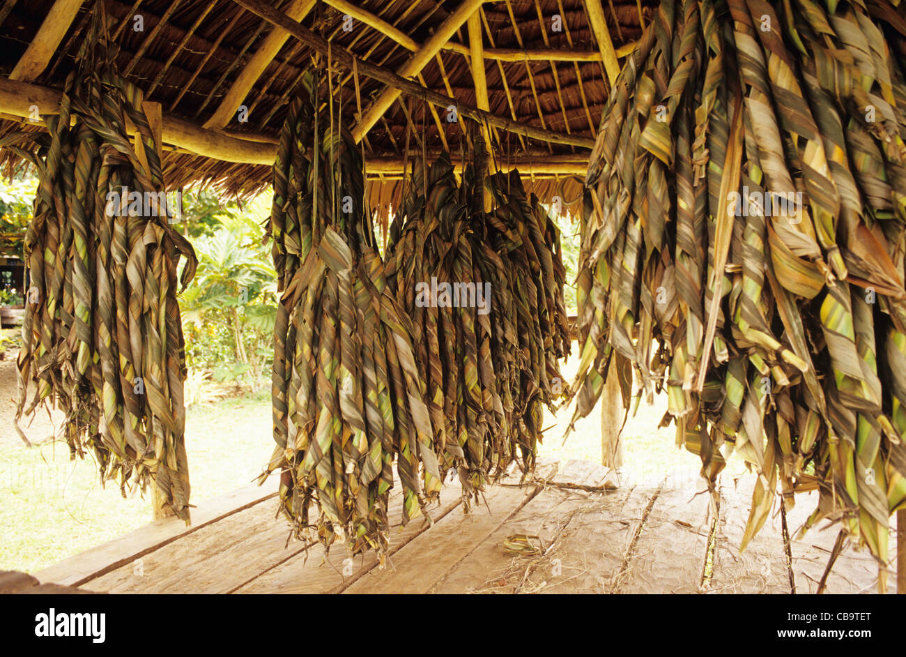 Western Samoa, Siumu Village, leaves for mat making drying Stock Photo ...