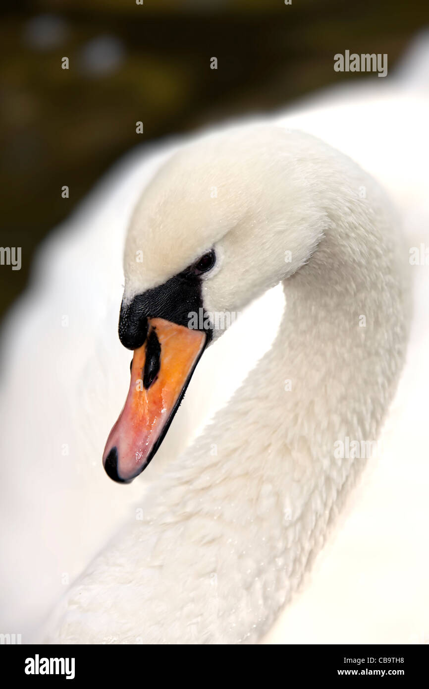 portrait shots of swan Stock Photo - Alamy