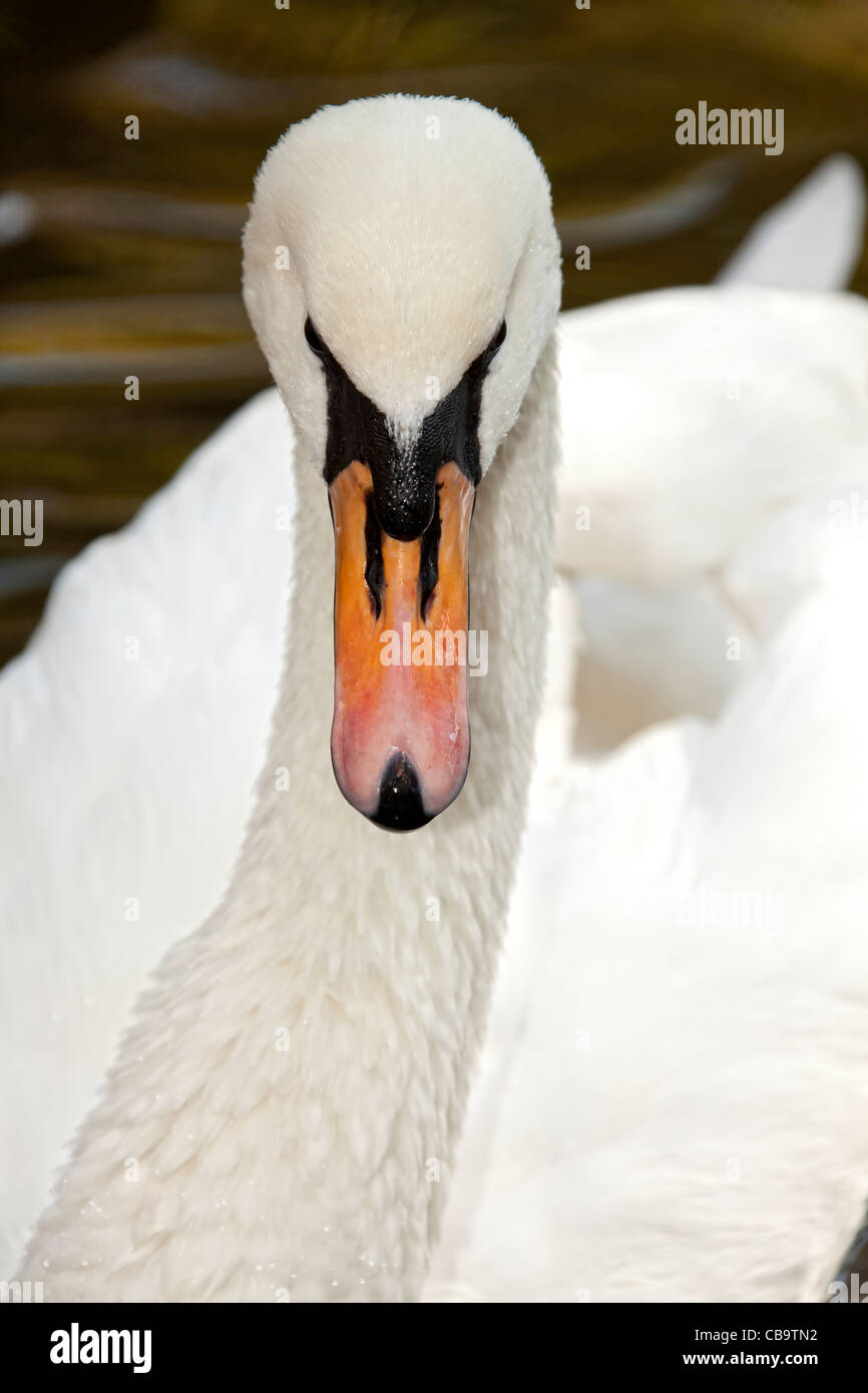 portrait shots of swan Stock Photo - Alamy