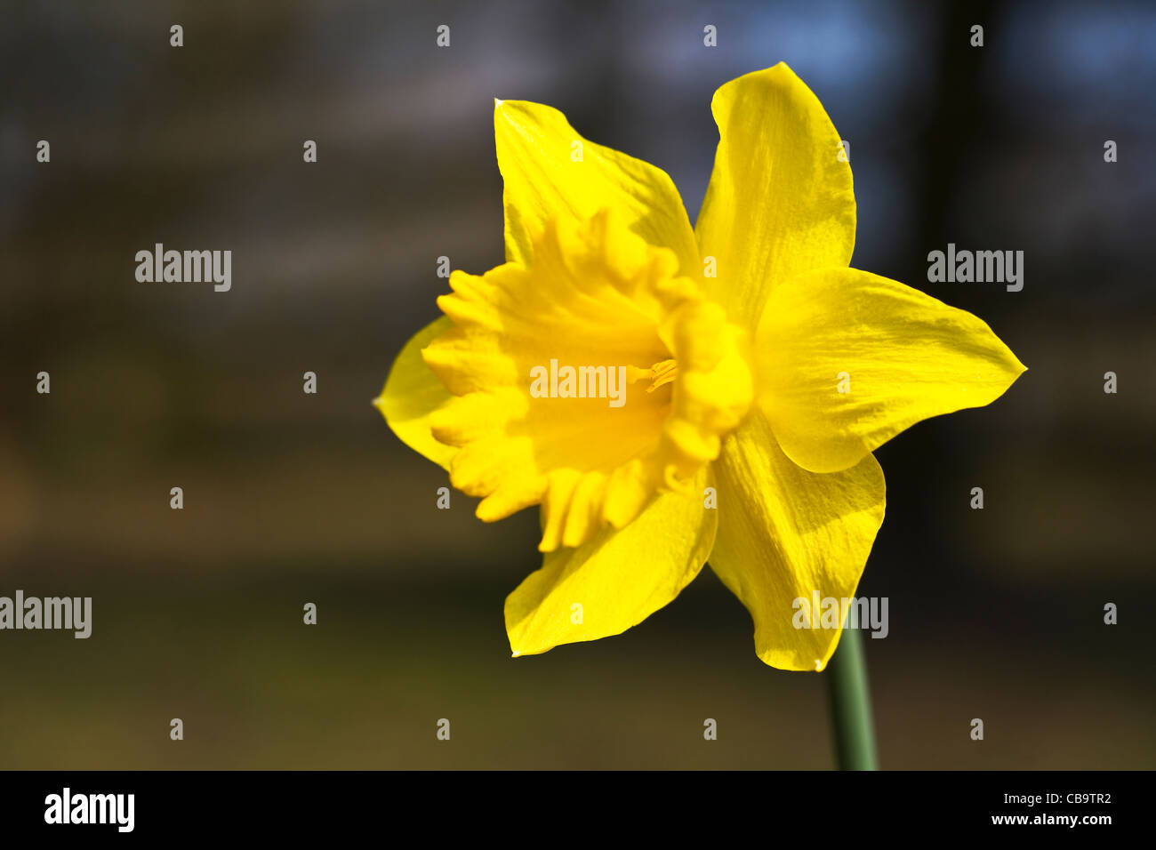 A single daffodil in a garden Stock Photo - Alamy