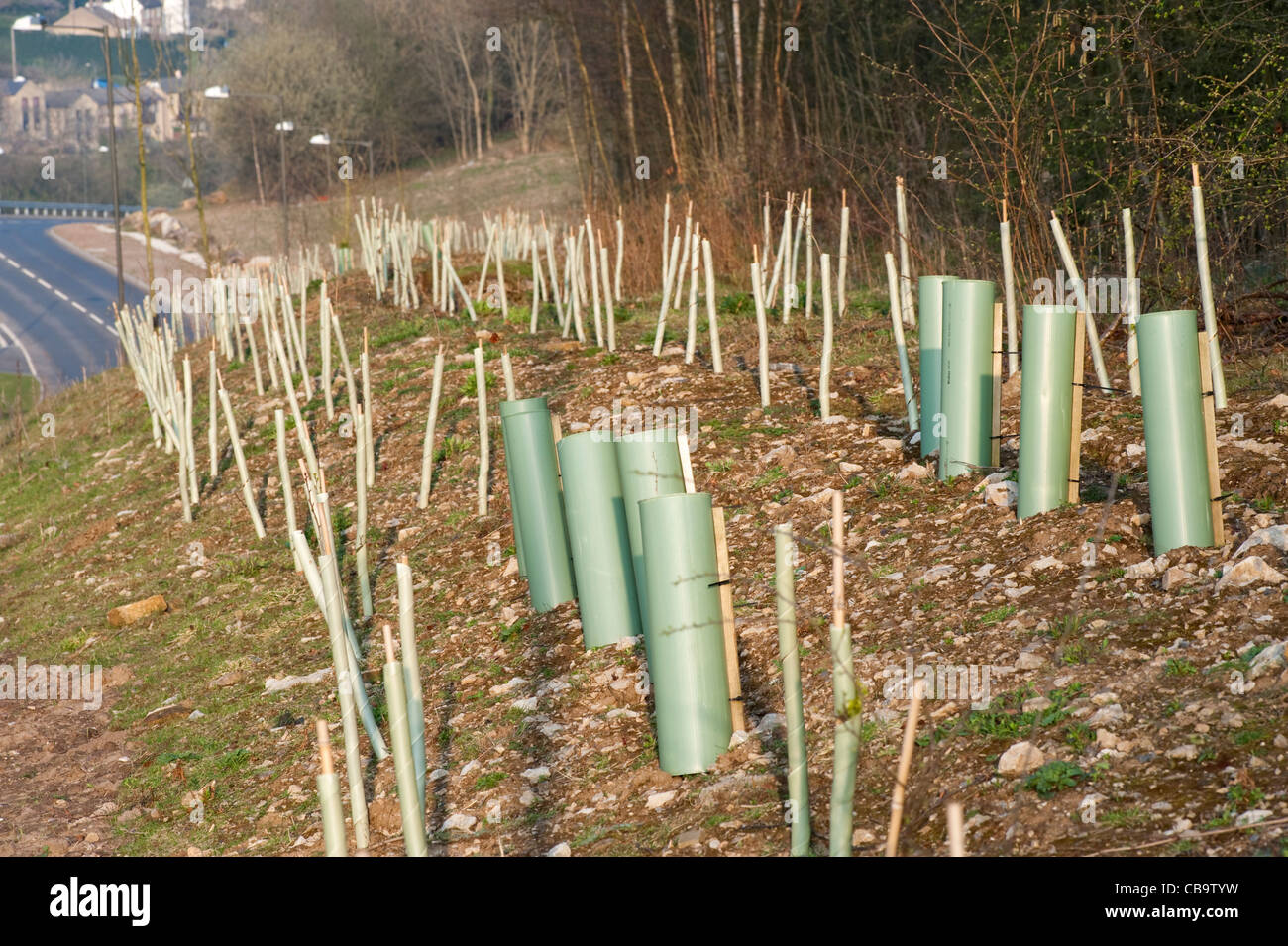 Newly planted roadside tree saplings Stock Photo - Alamy