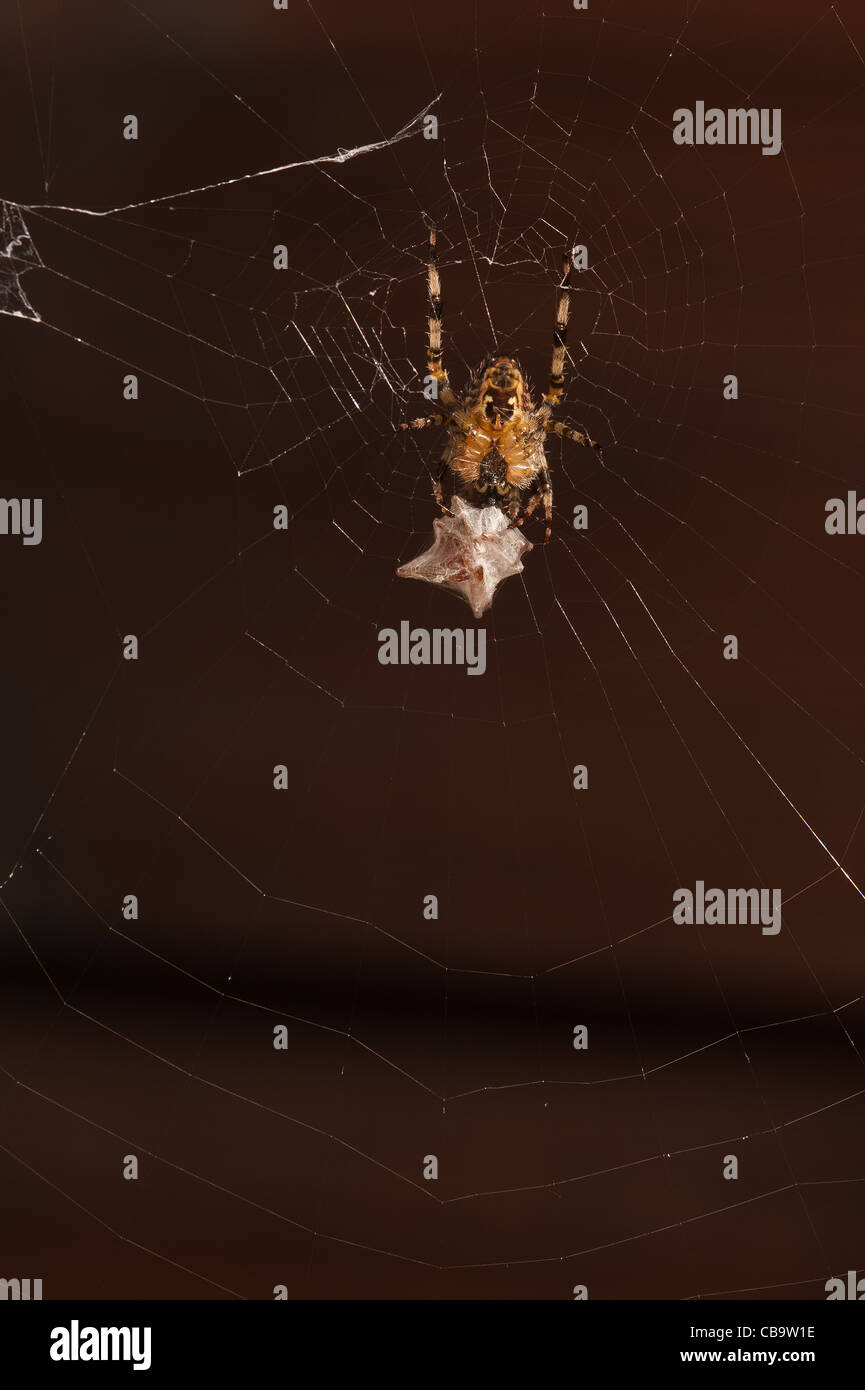 Common garden spider on web just wrapping up a caught spider that ...