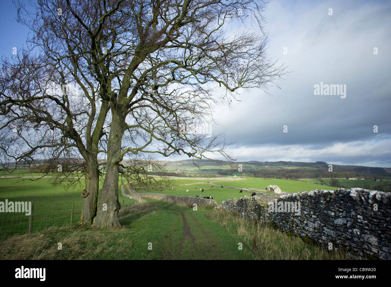 Two trees and a long path Stock Photo - Alamy
