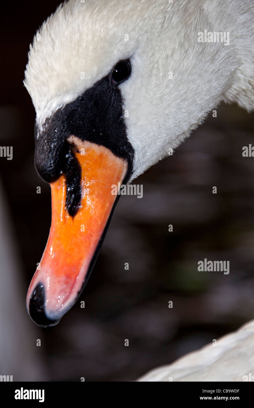 portrait shots of swan Stock Photo - Alamy