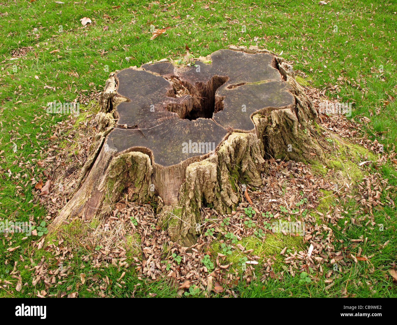 Axed tree hi-res stock photography and images - Alamy