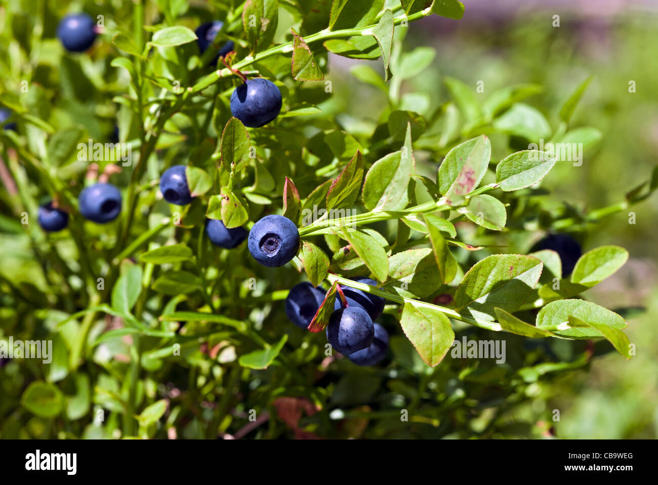 Wild berries on a green vegetative background in wood Stock Photo - Alamy