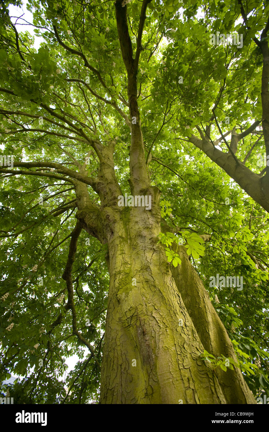 Horse Chestnut Trees, Summer, England, UK Stock Photo - Alamy
