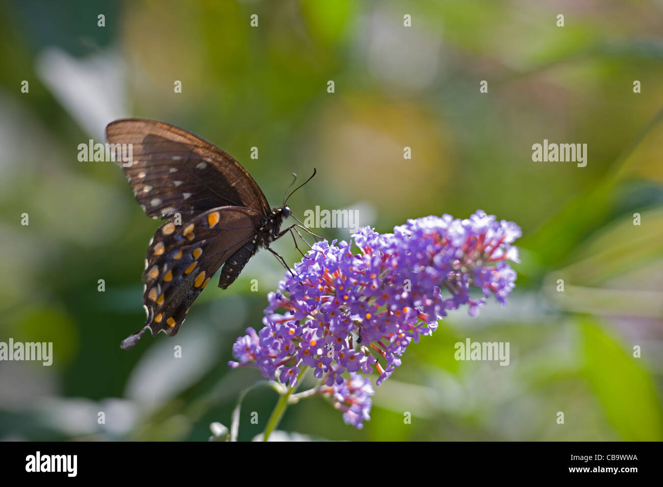 Spicebush Swallowtail (Papilio troilus Stock Photo - Alamy