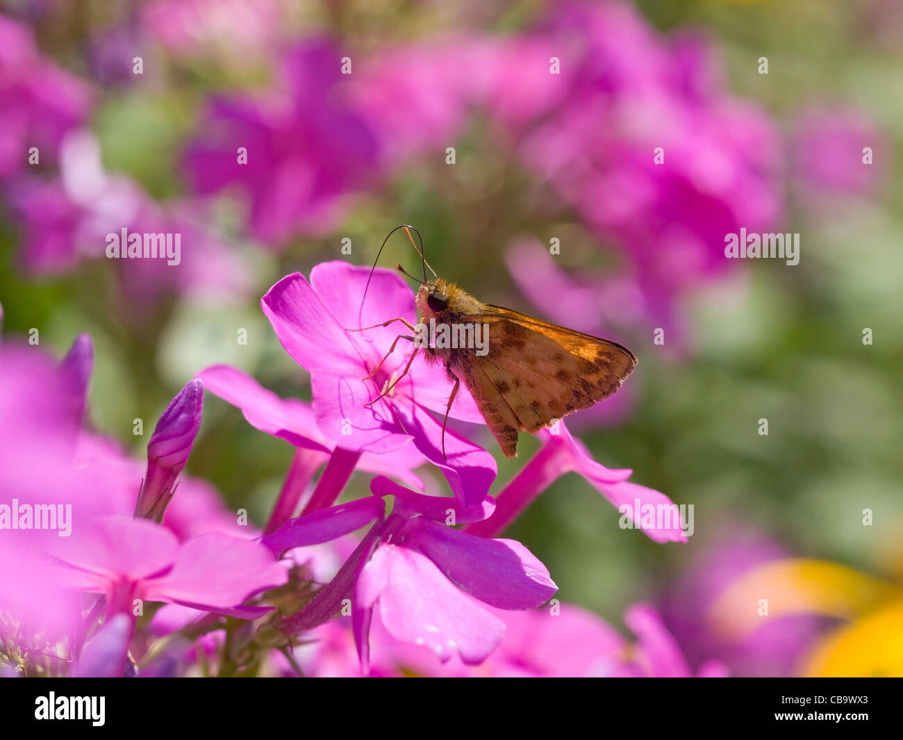 Zabulon Skipper (Poanes zabulon Stock Photo - Alamy