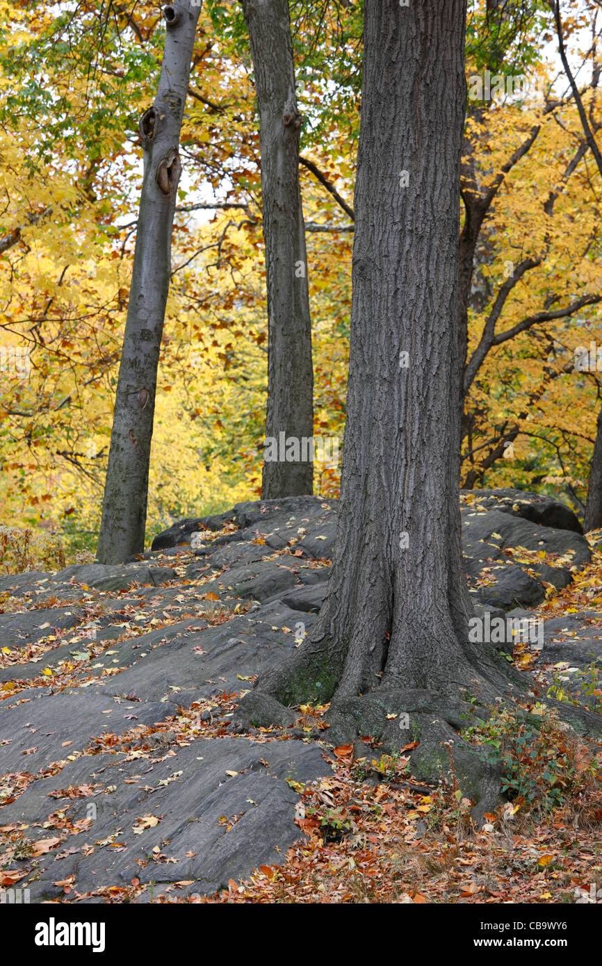 Trees in Central Park, New York City, during Fall Stock Photo - Alamy