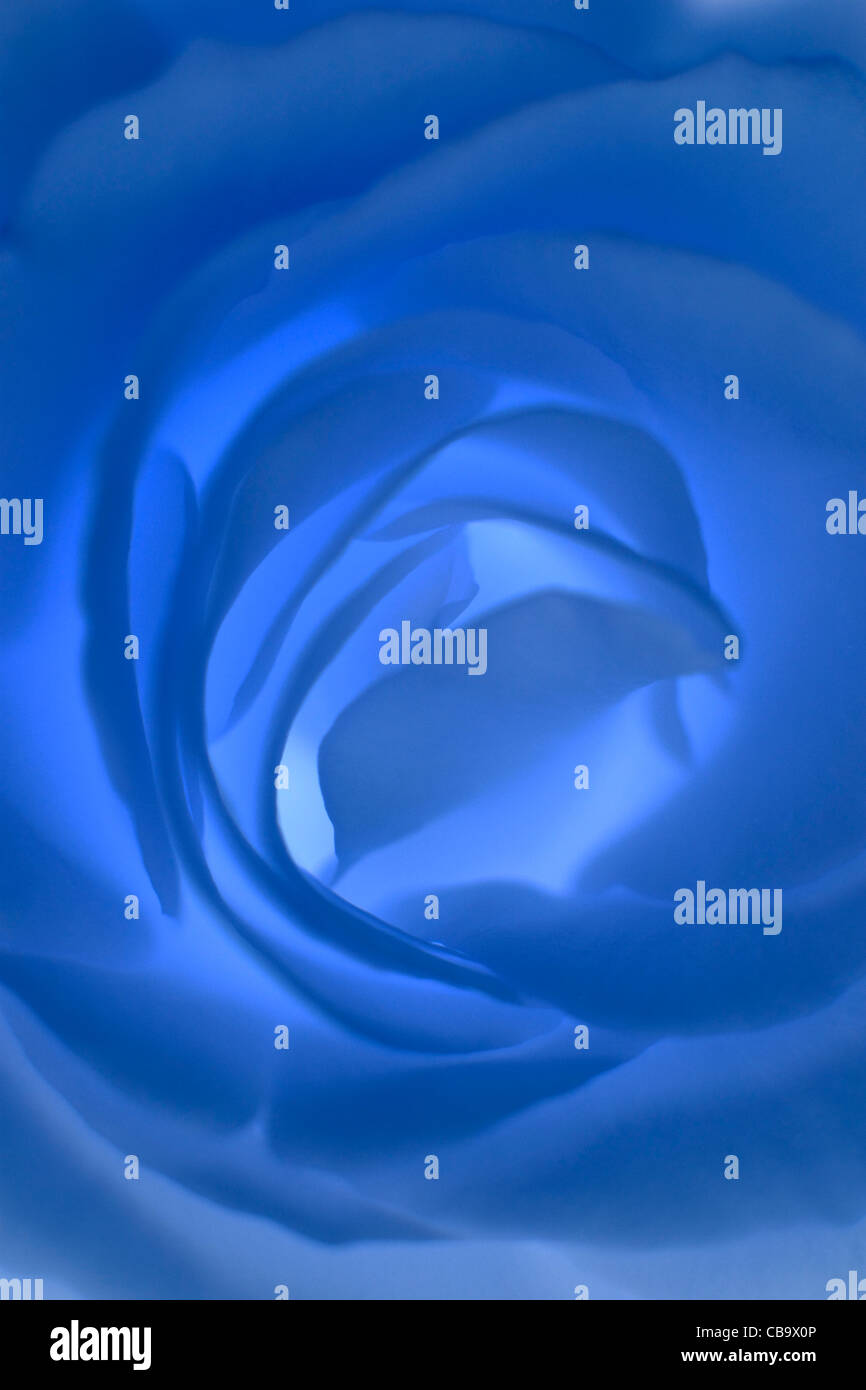 Closeup of Rose negative Stock Photo - Alamy