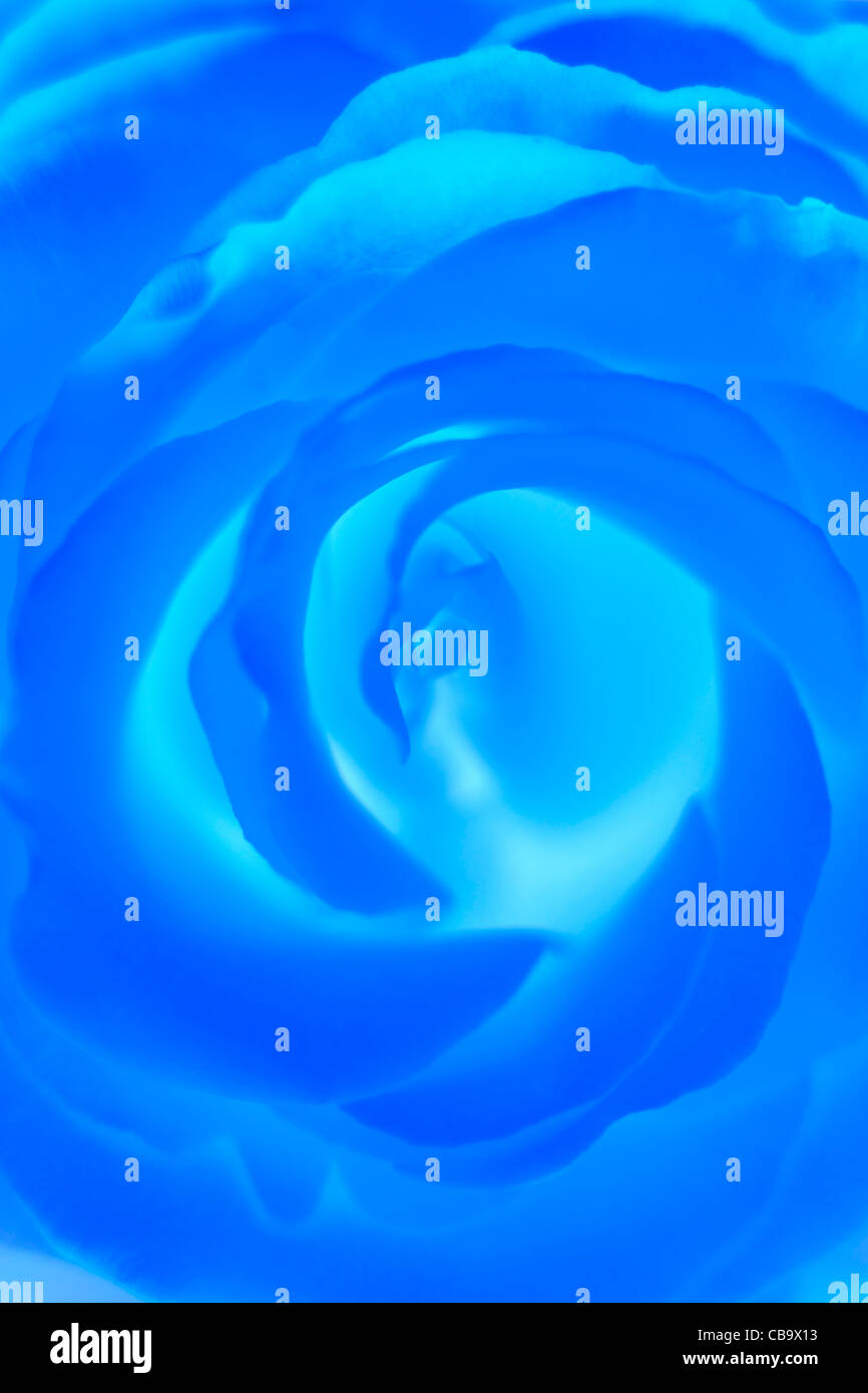 Closeup of Rose negative Stock Photo - Alamy