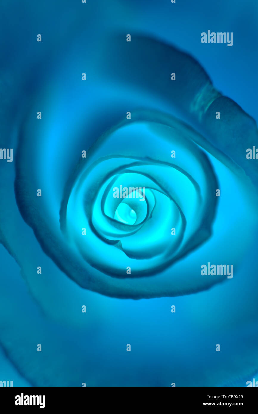 Closeup of Rose negative Stock Photo - Alamy