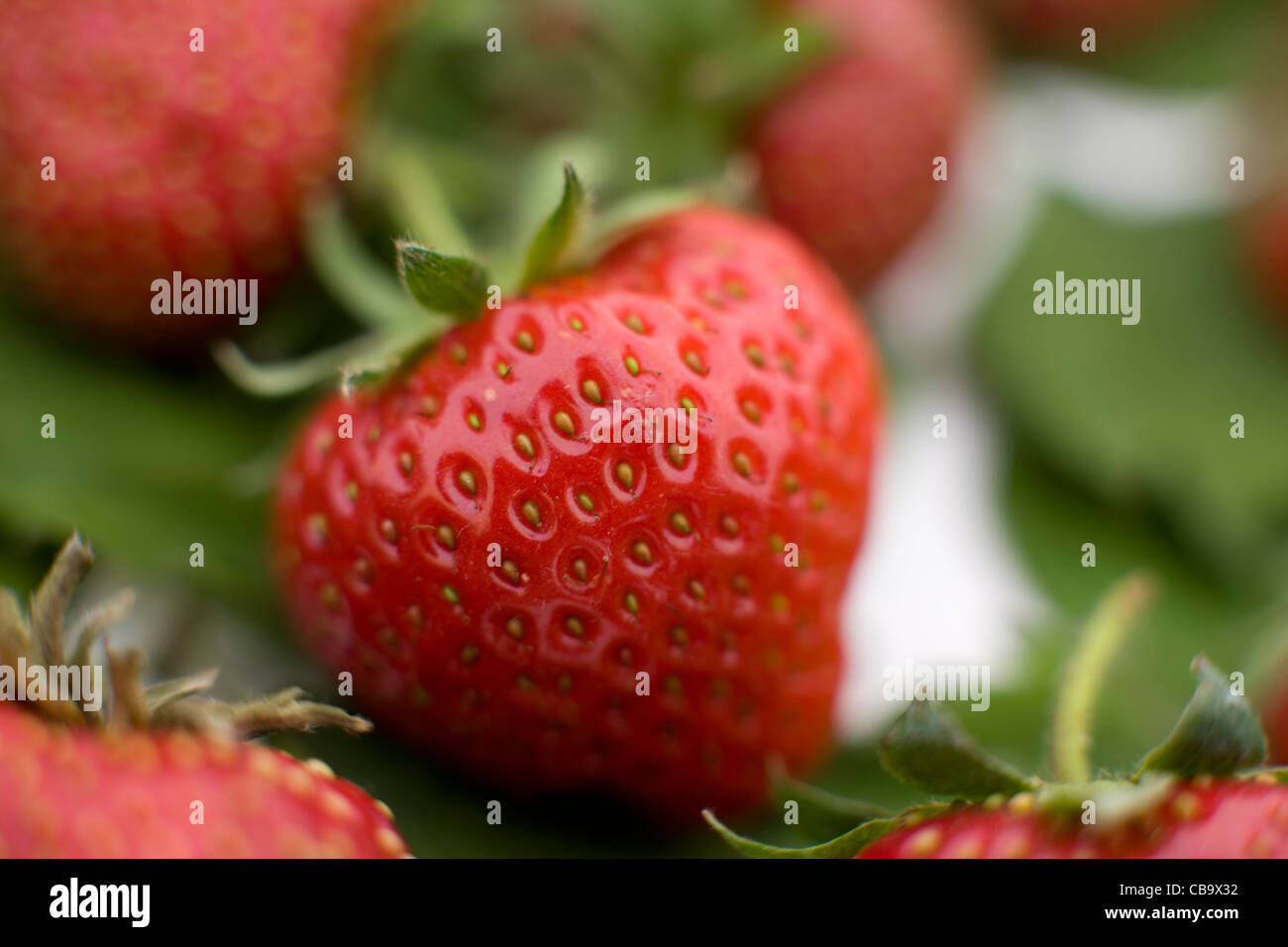 Strawberry, Fragaria Rosaceae Stock Photo - Alamy