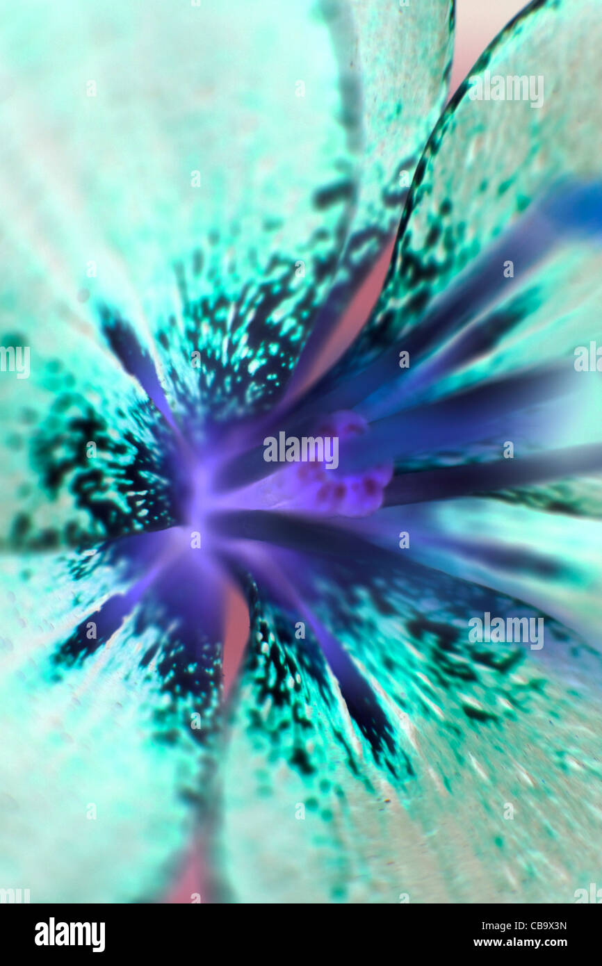 Interior of Flower closeup negative Stock Photo - Alamy