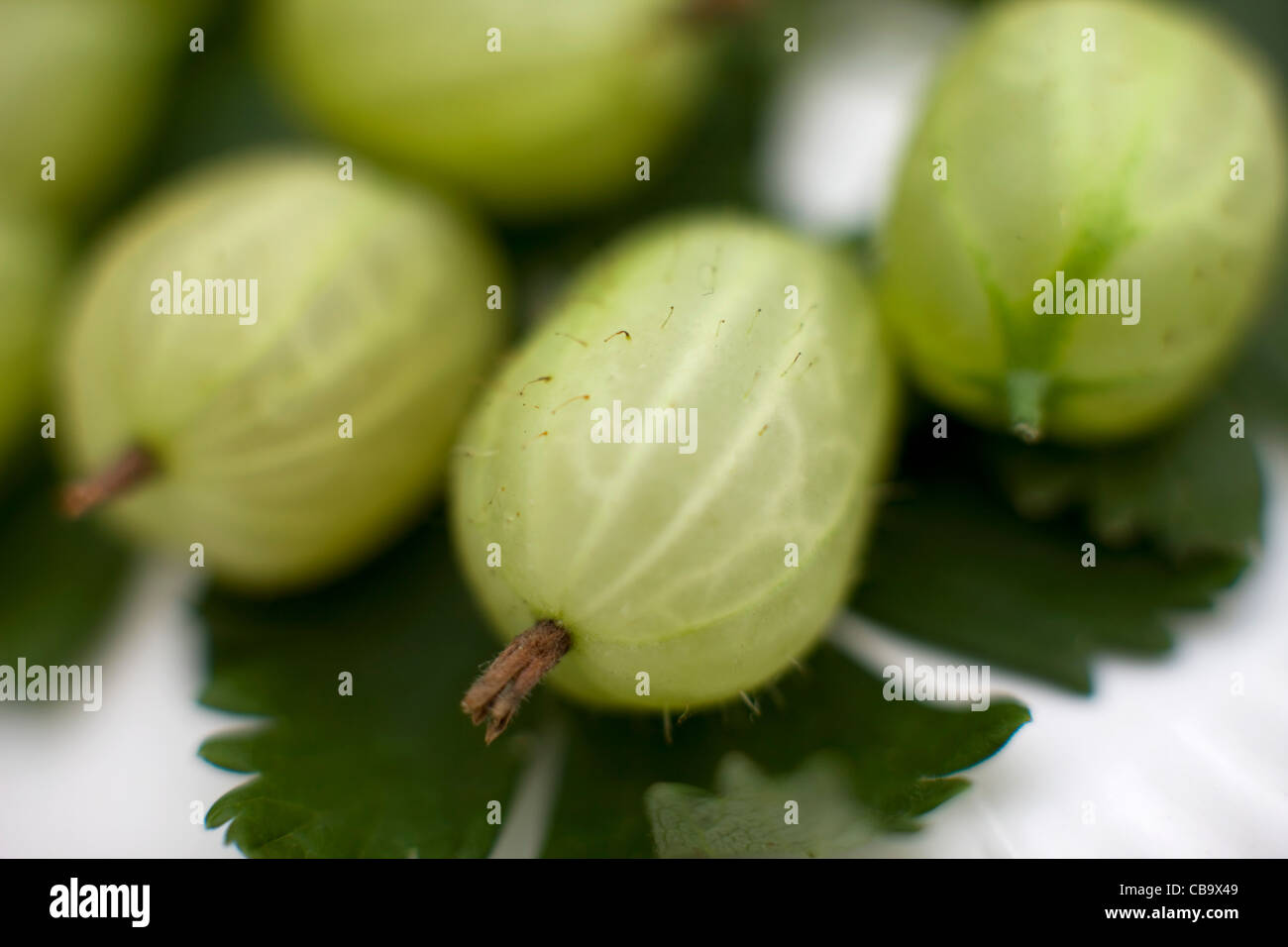 Gooseberries in Garden Show Stock Photo - Alamy