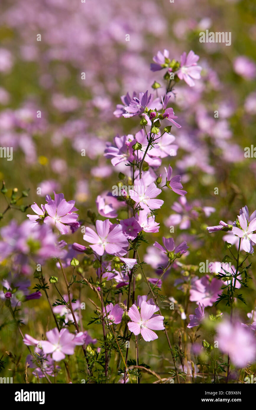 Musk Mallow, Malva Mochata Stock Photo - Alamy