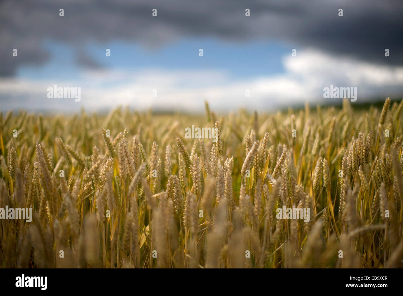 Moody wheatfield hi-res stock photography and images - Alamy