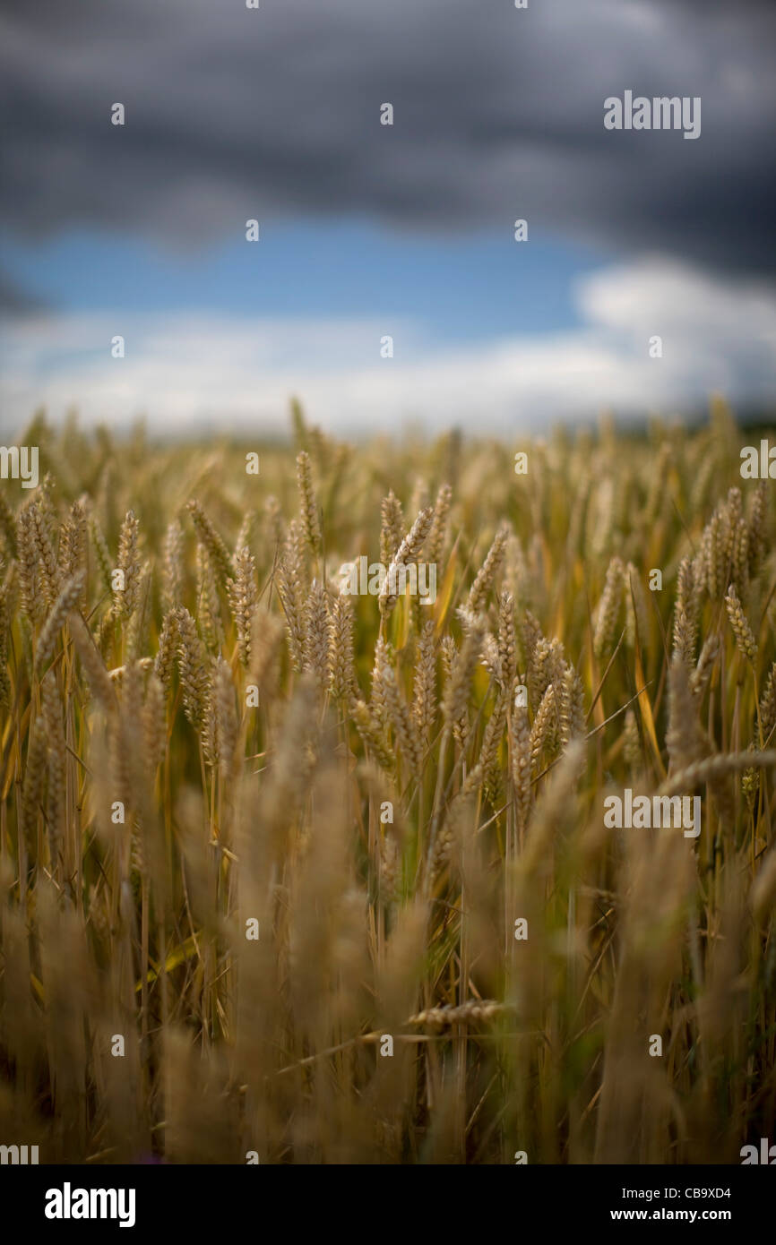 Moody wheatfield hi-res stock photography and images - Alamy