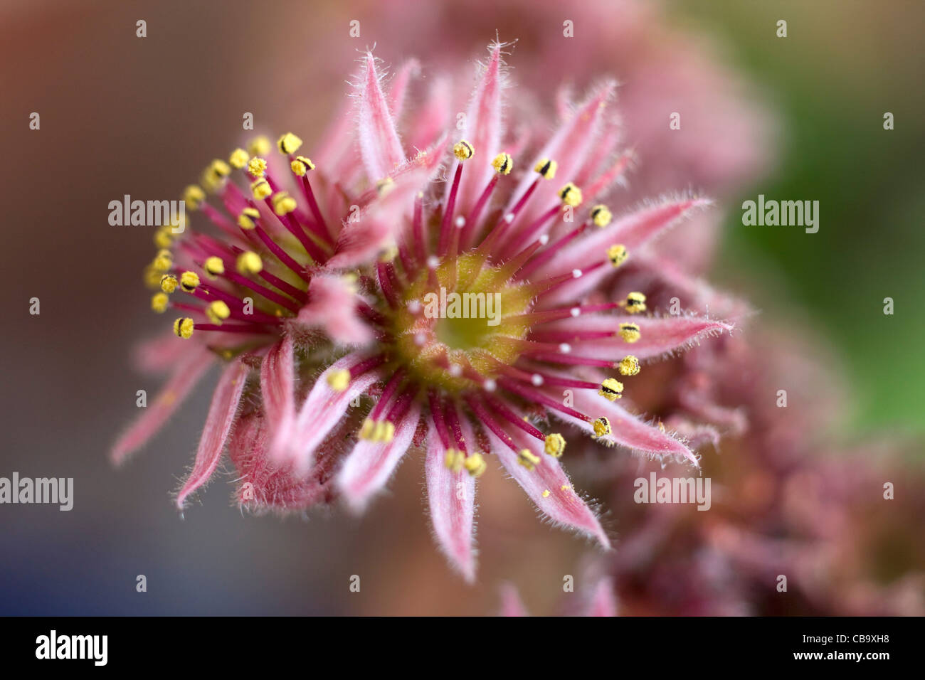 Common House Leek Flower, Sempervivum Tectorum Stock Photo - Alamy