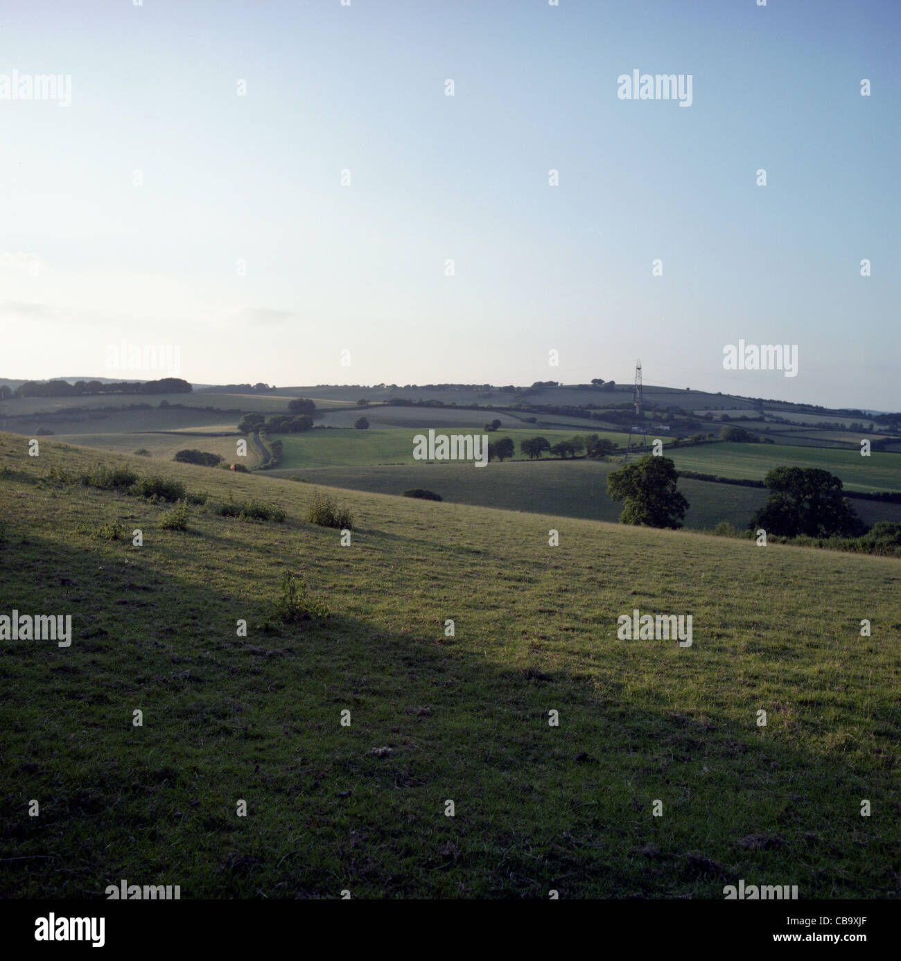 North devon cattle hi-res stock photography and images - Alamy