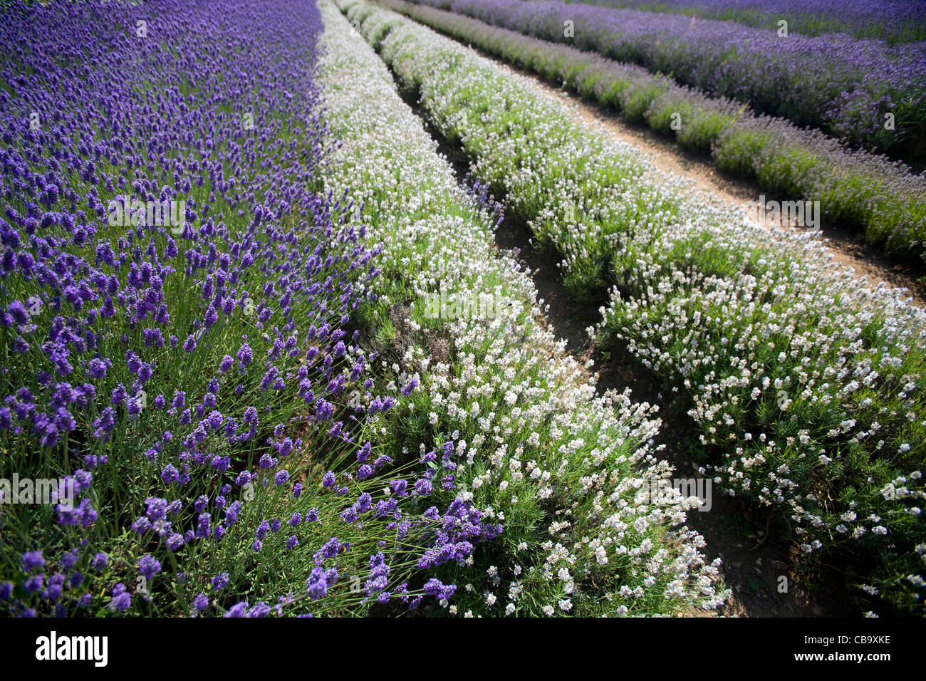 Rows of Lavender Stock Photo - Alamy