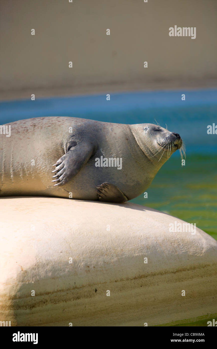 Seal chilling hi-res stock photography and images - Alamy