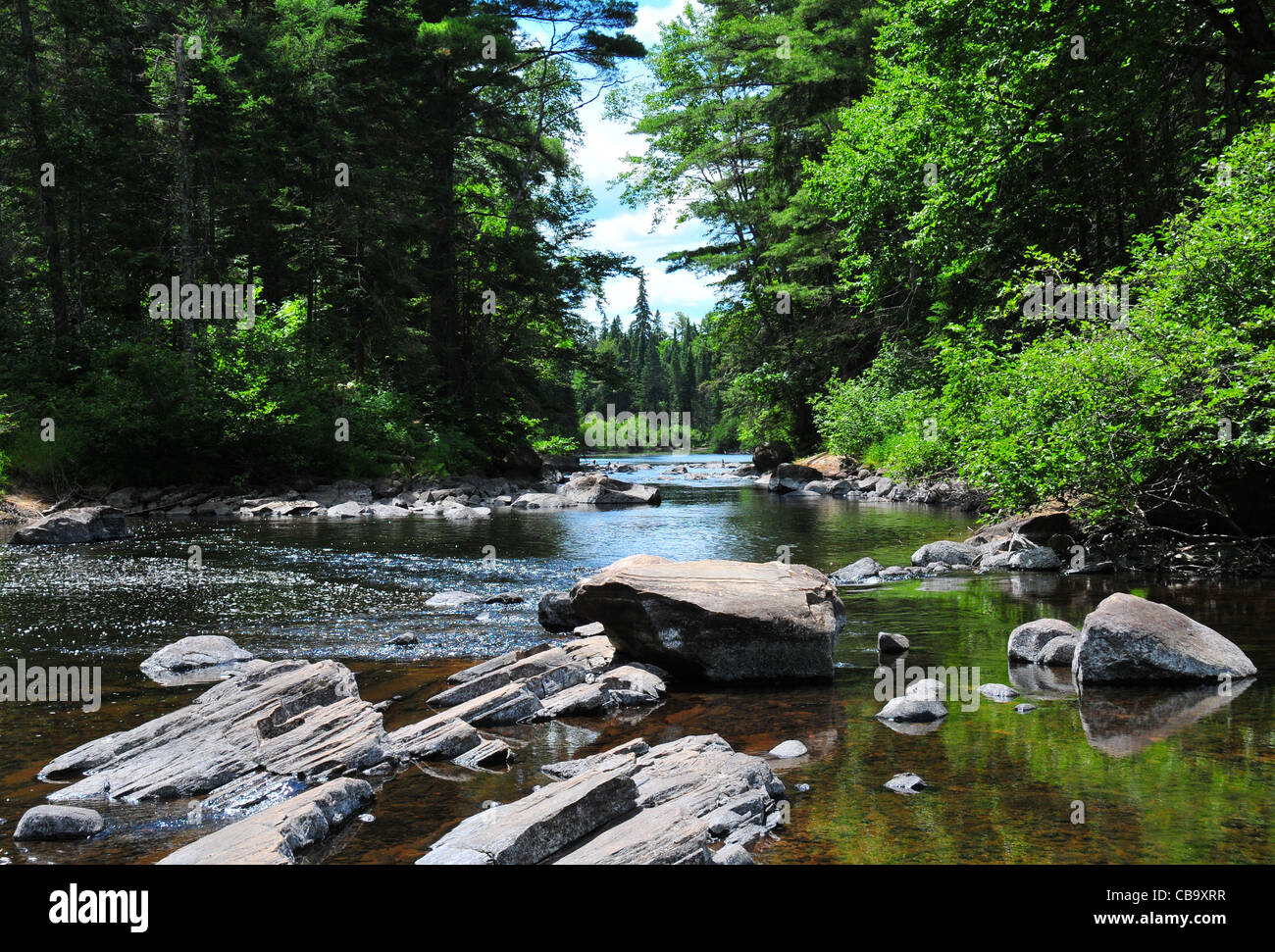 Algonquin trees hi-res stock photography and images - Alamy