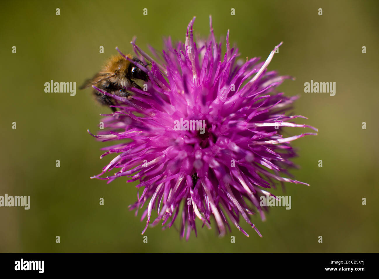 Thistle head closeup with bee Stock Photo - Alamy